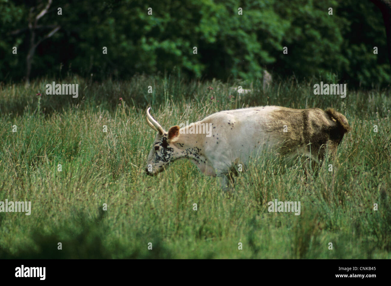 Domestic Cattle, Chillingham Cattle, cow, standing amongst rushes ...