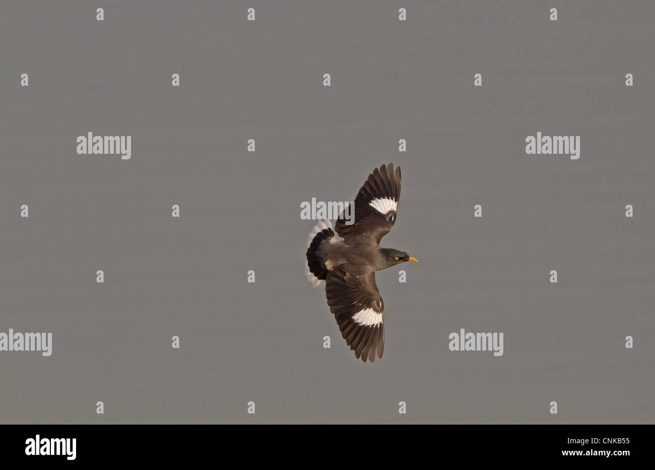 Jungle Myna (Acridotheres fuscus) adult, in flight, Sundarbans, Ganges ...