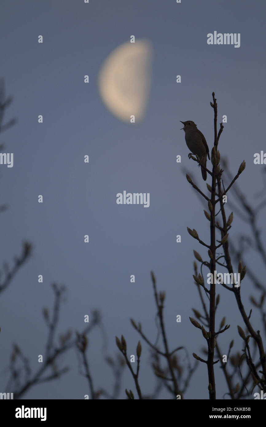 Nightingale singing night hi-res stock photography and images - Alamy