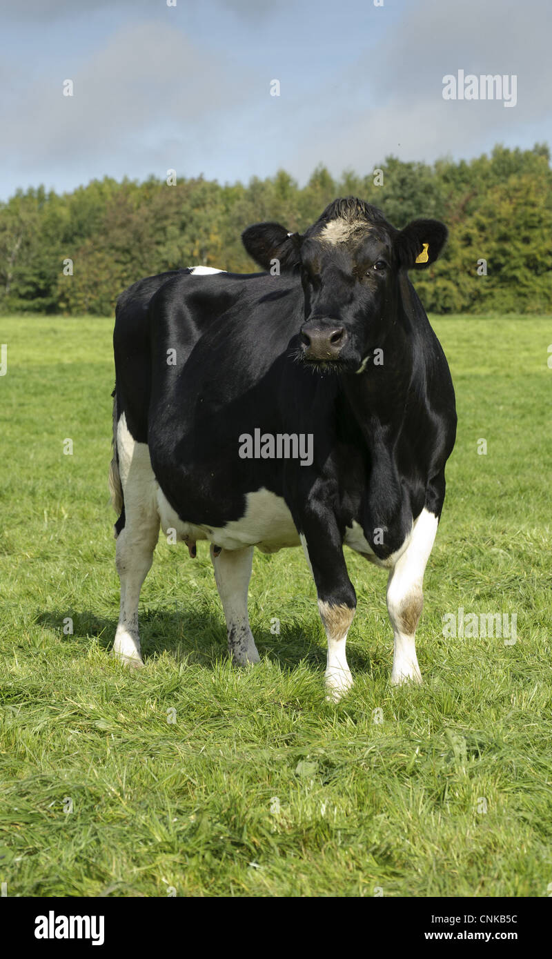 Domestic Cattle, British Friesian, cow, standing in pasture ...