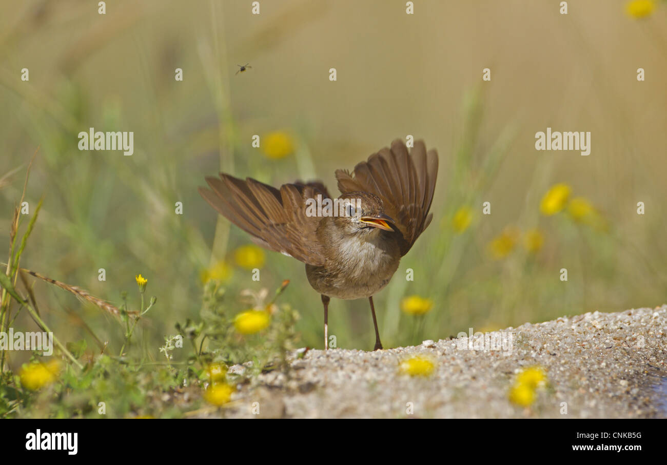 Common Nightingale (Luscinia megarhynchos) adult, in threat display at ...