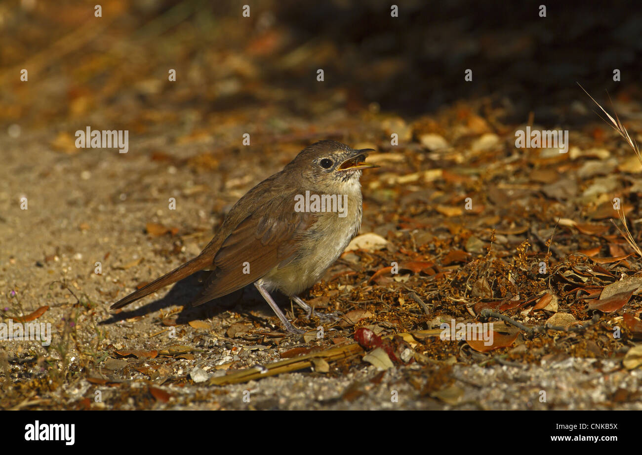 Common Nightingale (Luscinia megarhynchos) adult, feeding on fly ...
