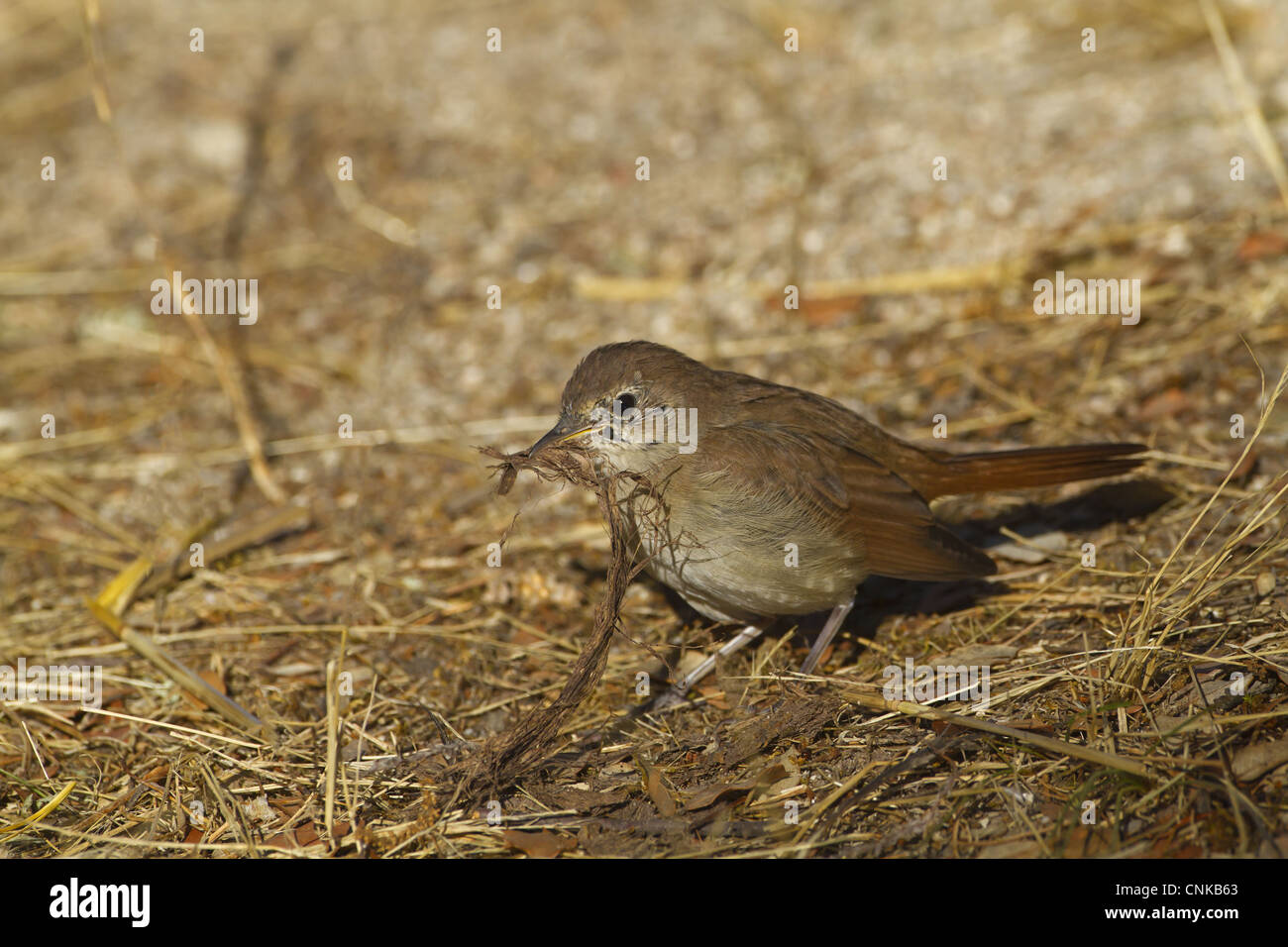Common Nightingale (Luscinia megarhynchos) adult, with stripped bark in ...
