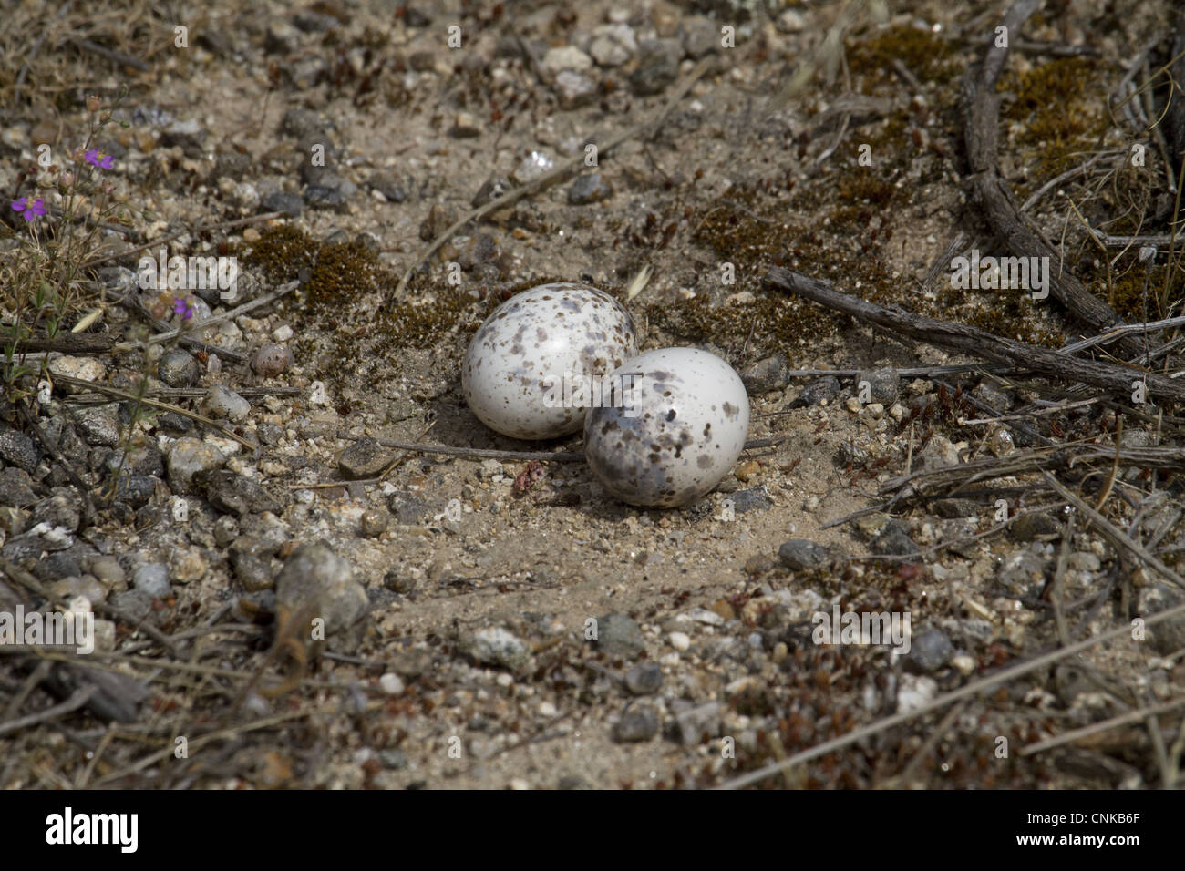 Red Necked Nightjar Caprimulgus Ruficollis Hi Res Stock Photography And