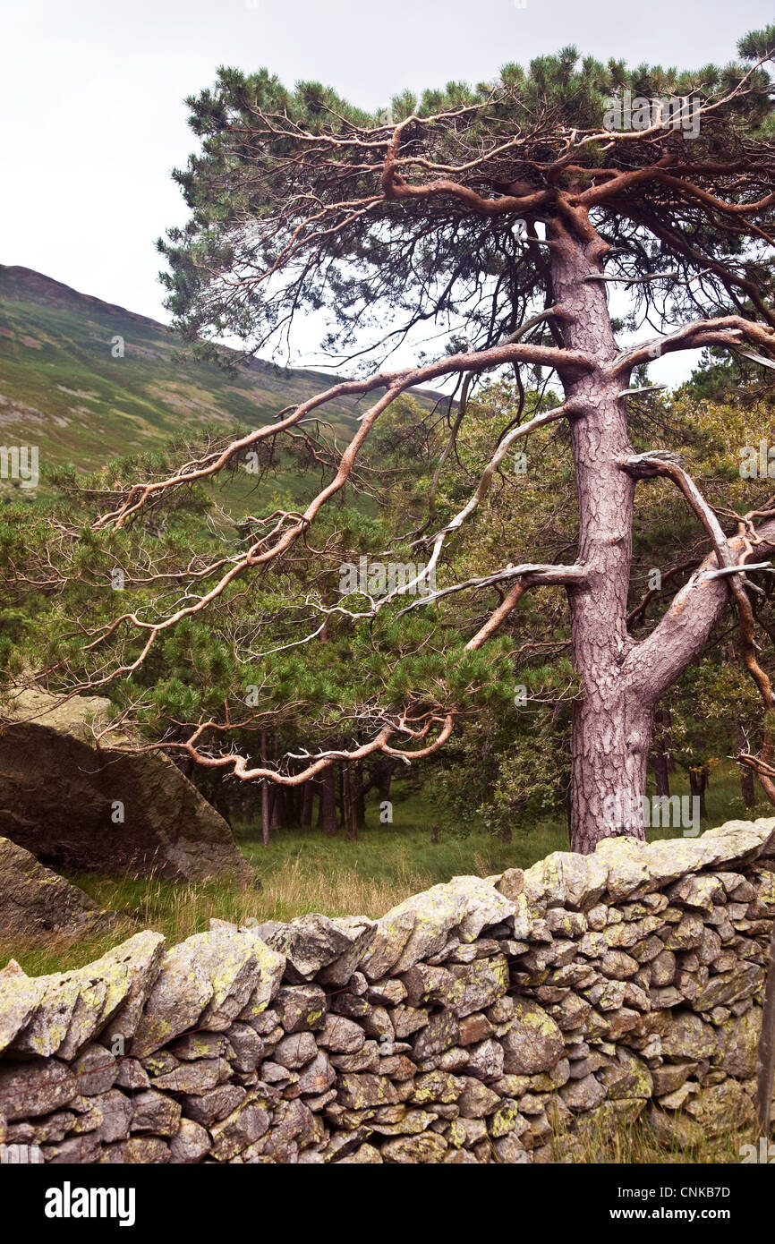 Ent tree hi-res stock photography and images - Alamy