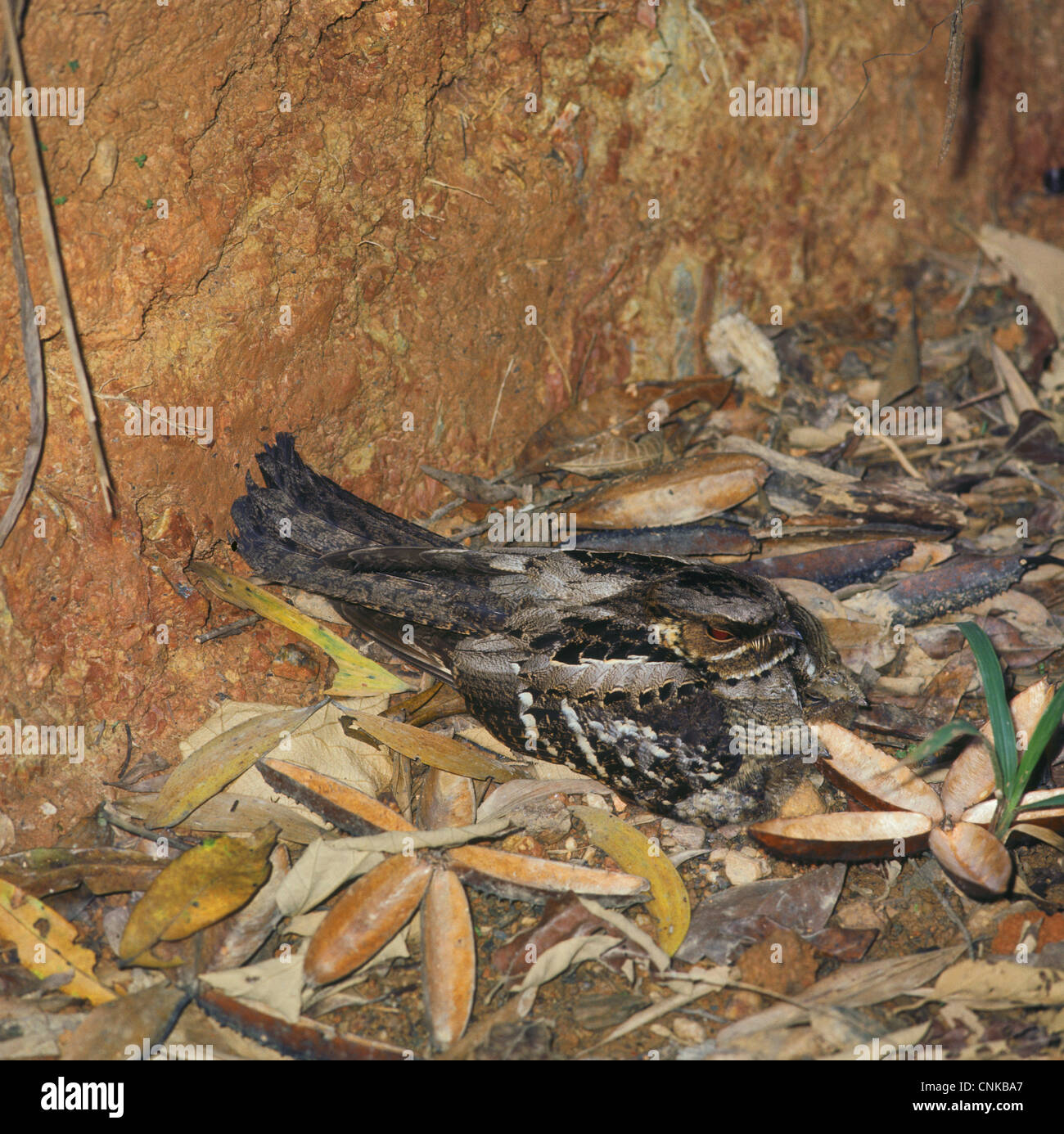Large-tailed Nightjar (Caprimulgus macrurus) adult, sitting on nest ...