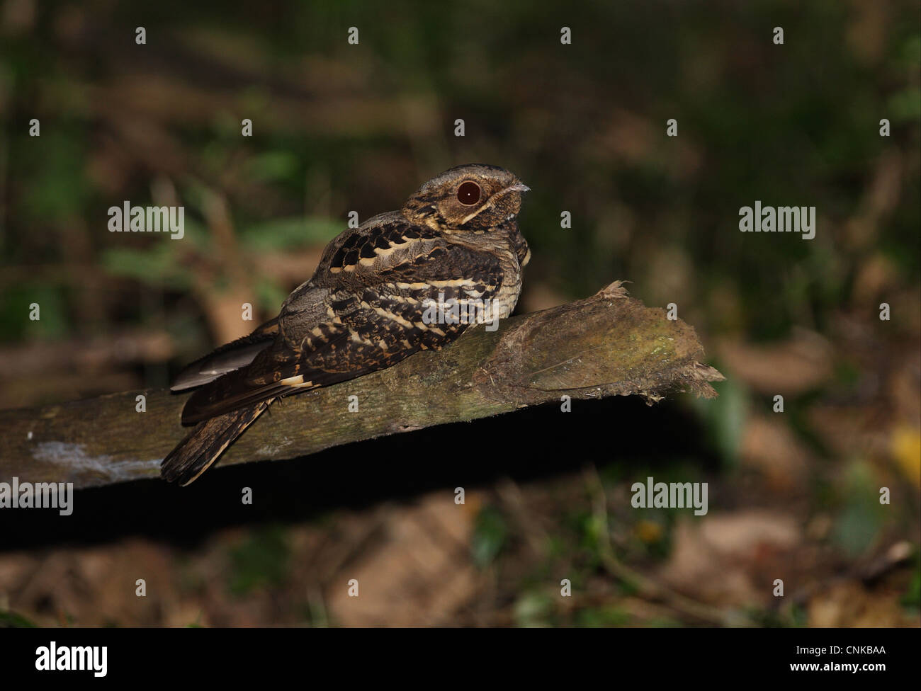 Large-tailed Nightjar (Caprimulgus macrurus bimaculatus) adult, sitting ...