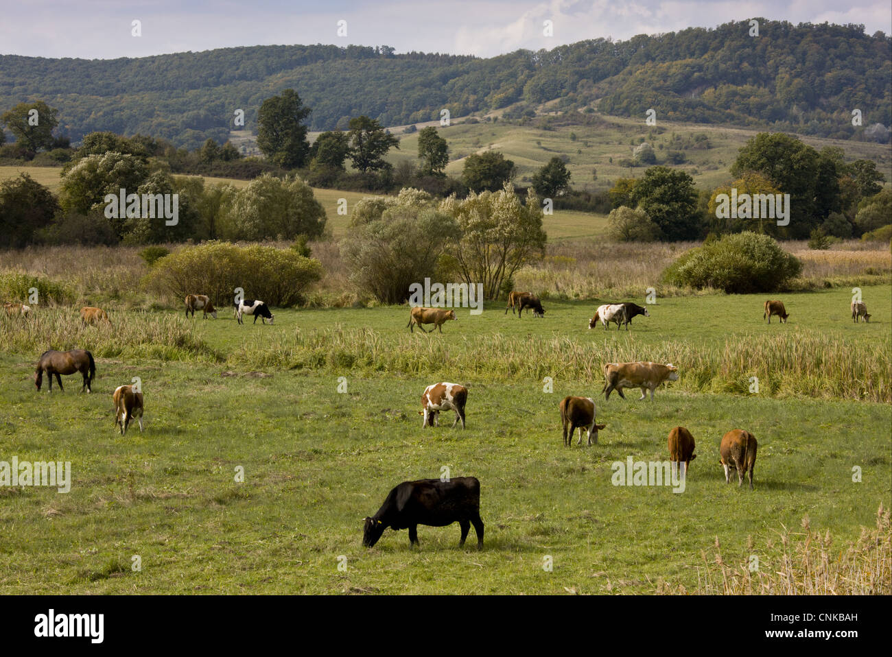 Domestic Cattle, communal herd, grazing in pasture, near Saxon village ...