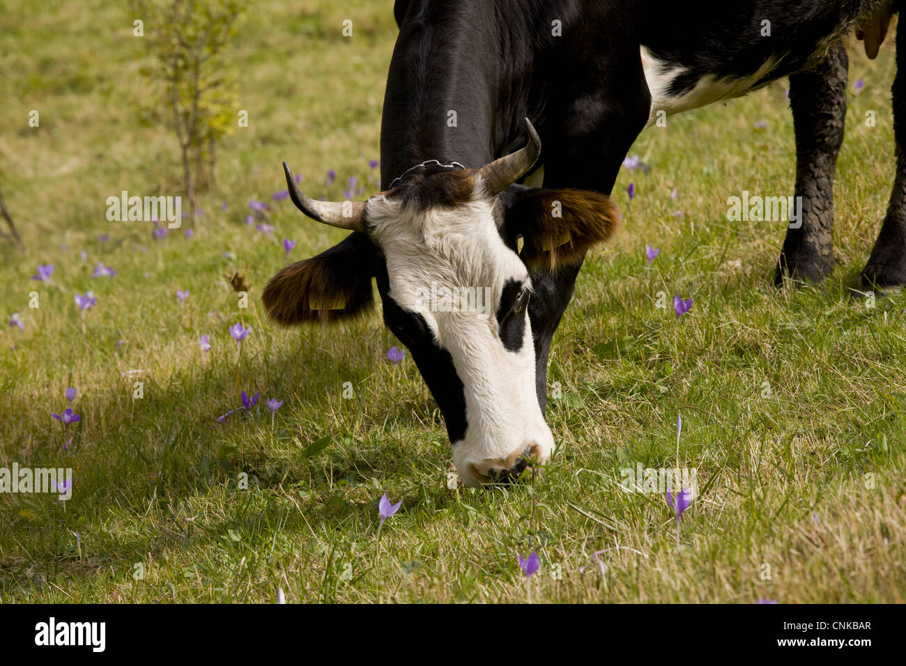Cattle passes hi-res stock photography and images - Alamy