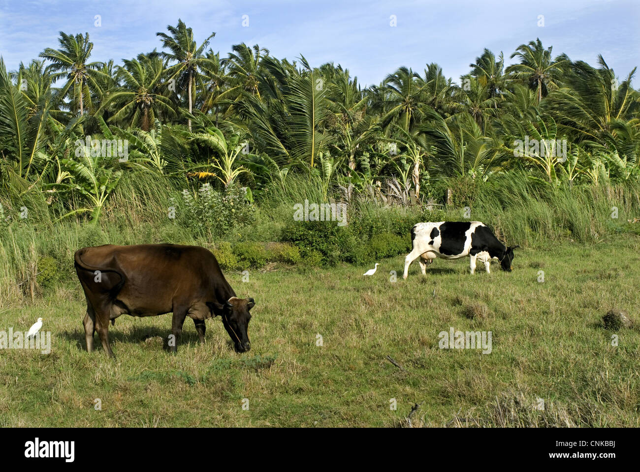 Domestic Cattle, cows grazing in pasture, beside Coconut Palm (Cocos ...