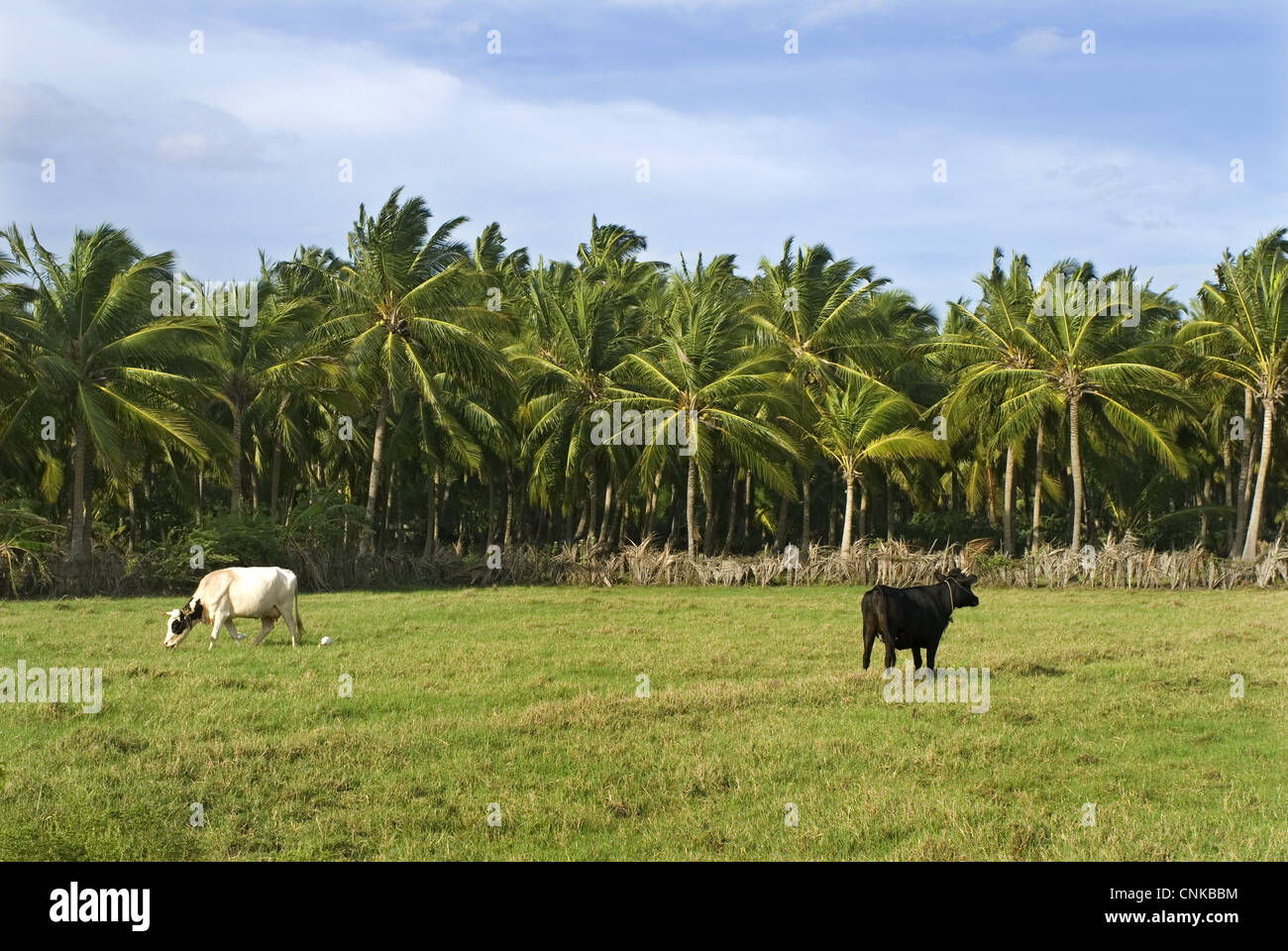 Domestic Cattle, cows grazing in pasture, beside Coconut Palm (Cocos ...