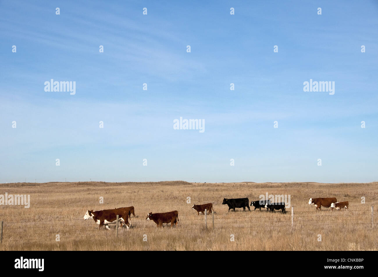 Domestic Cattle, cows with calves, beef herd on prairie, Southern ...