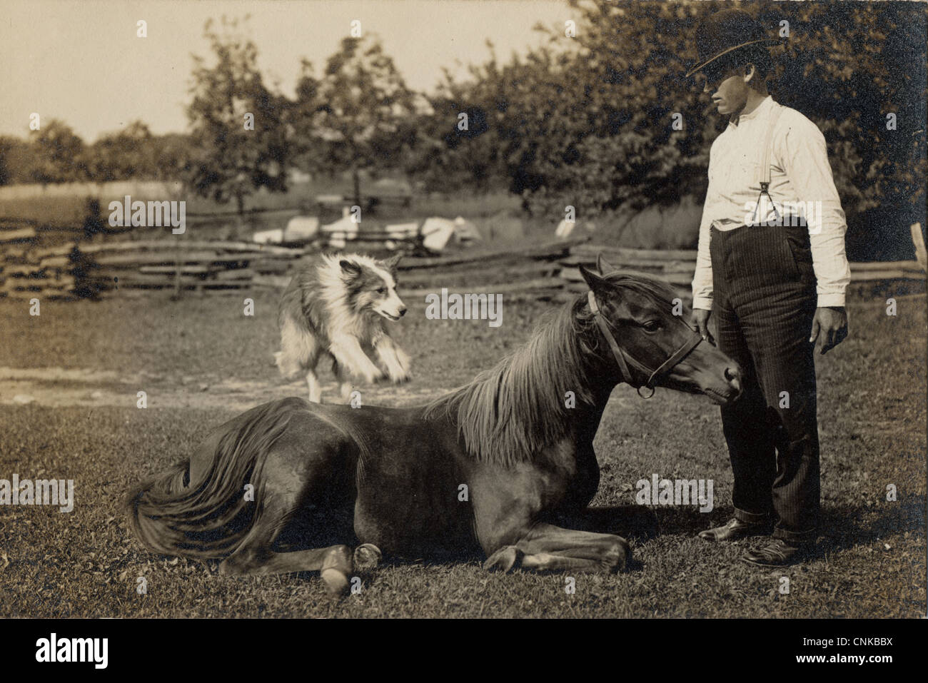 Trick horse hi-res stock photography and images - Alamy