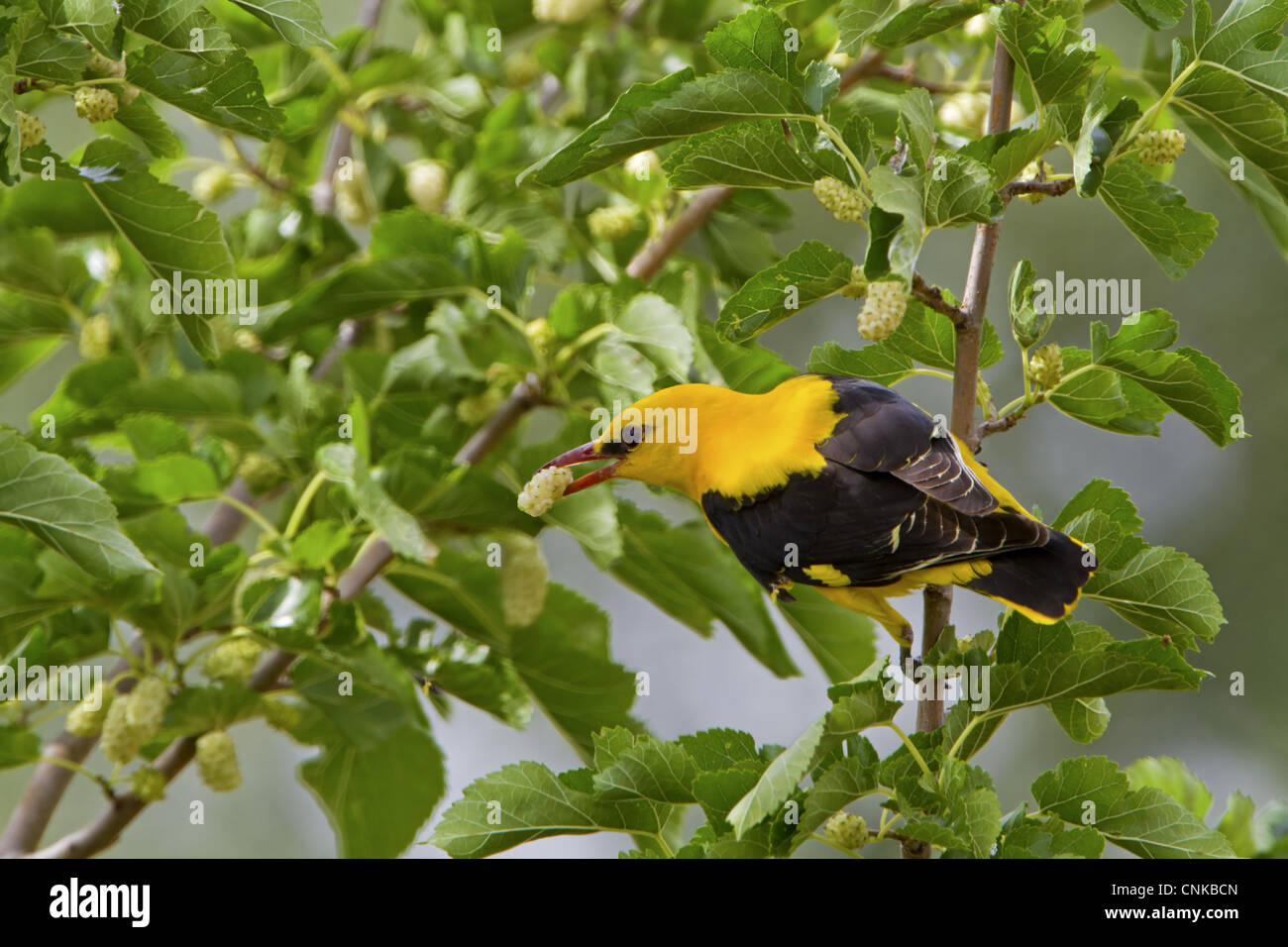 Golden Oriole (Oriolus oriolus) adult male, feeding on White Mulberry ...
