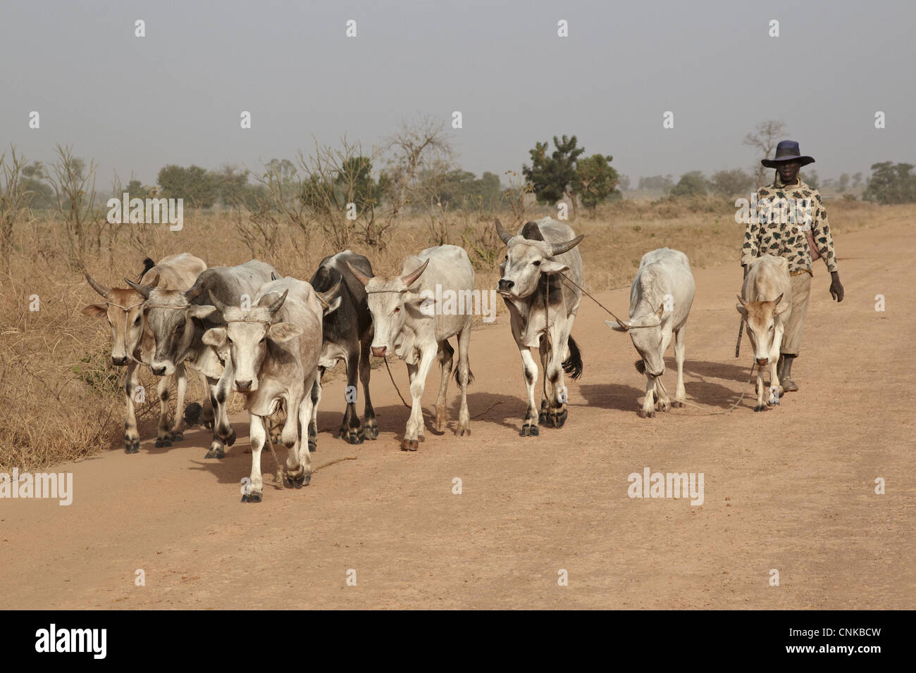 Domestic Cattle, herd with driver, being herded along road to local ...
