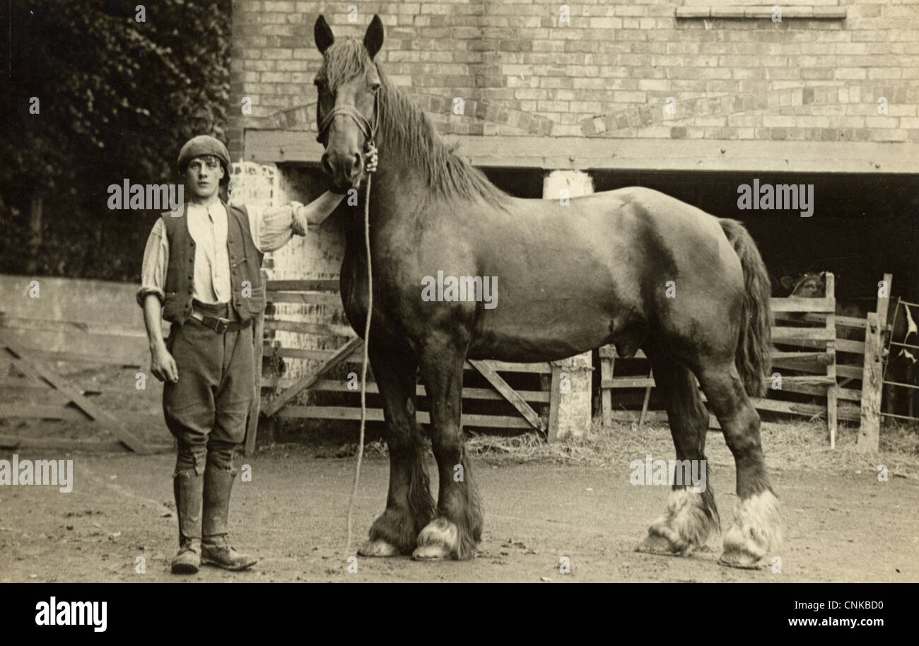 Stable Hand Displays Draft Horse at Barn Stock Photo - Alamy
