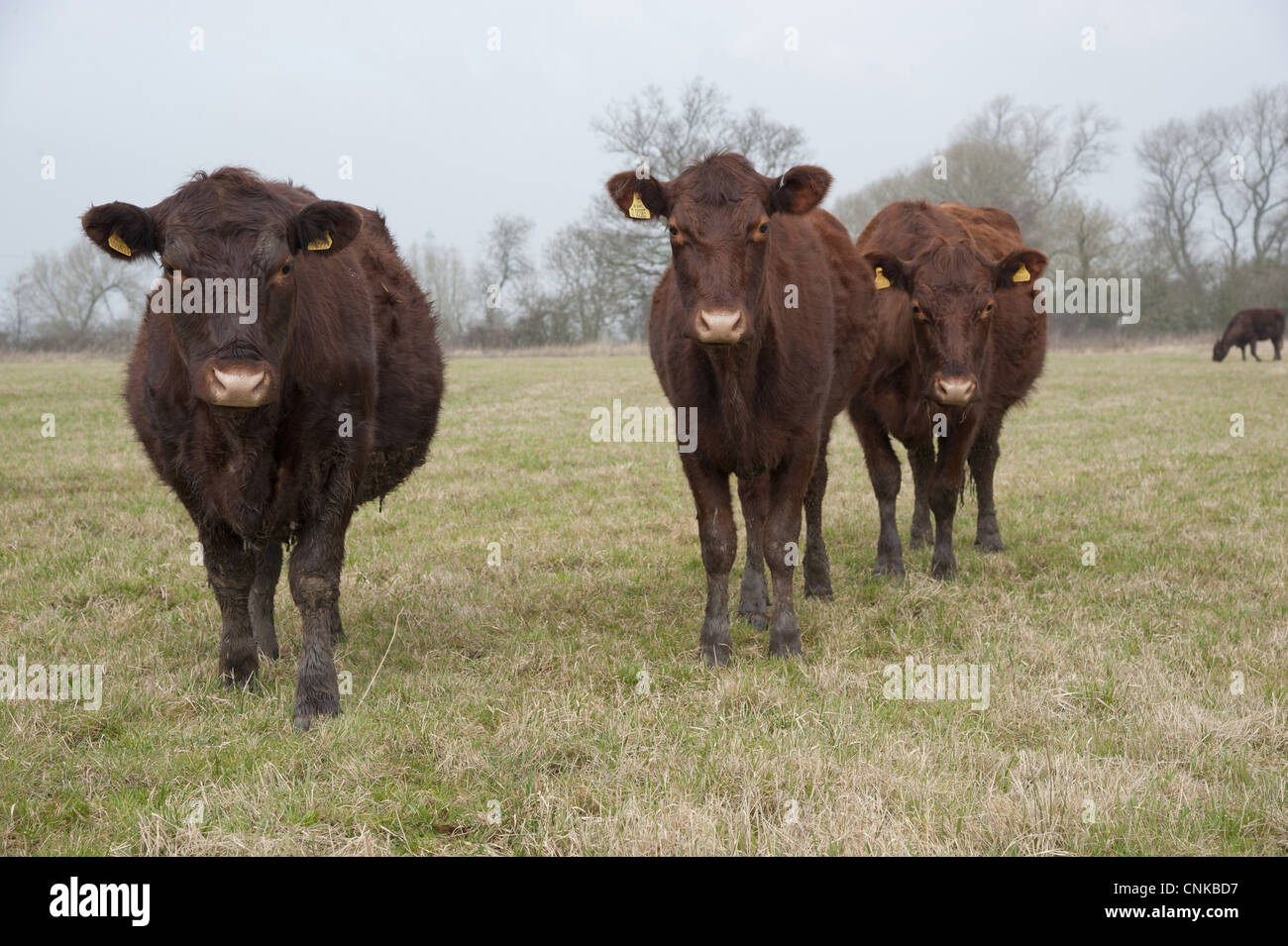 Dual purpose breed of cattle hi-res stock photography and images - Alamy
