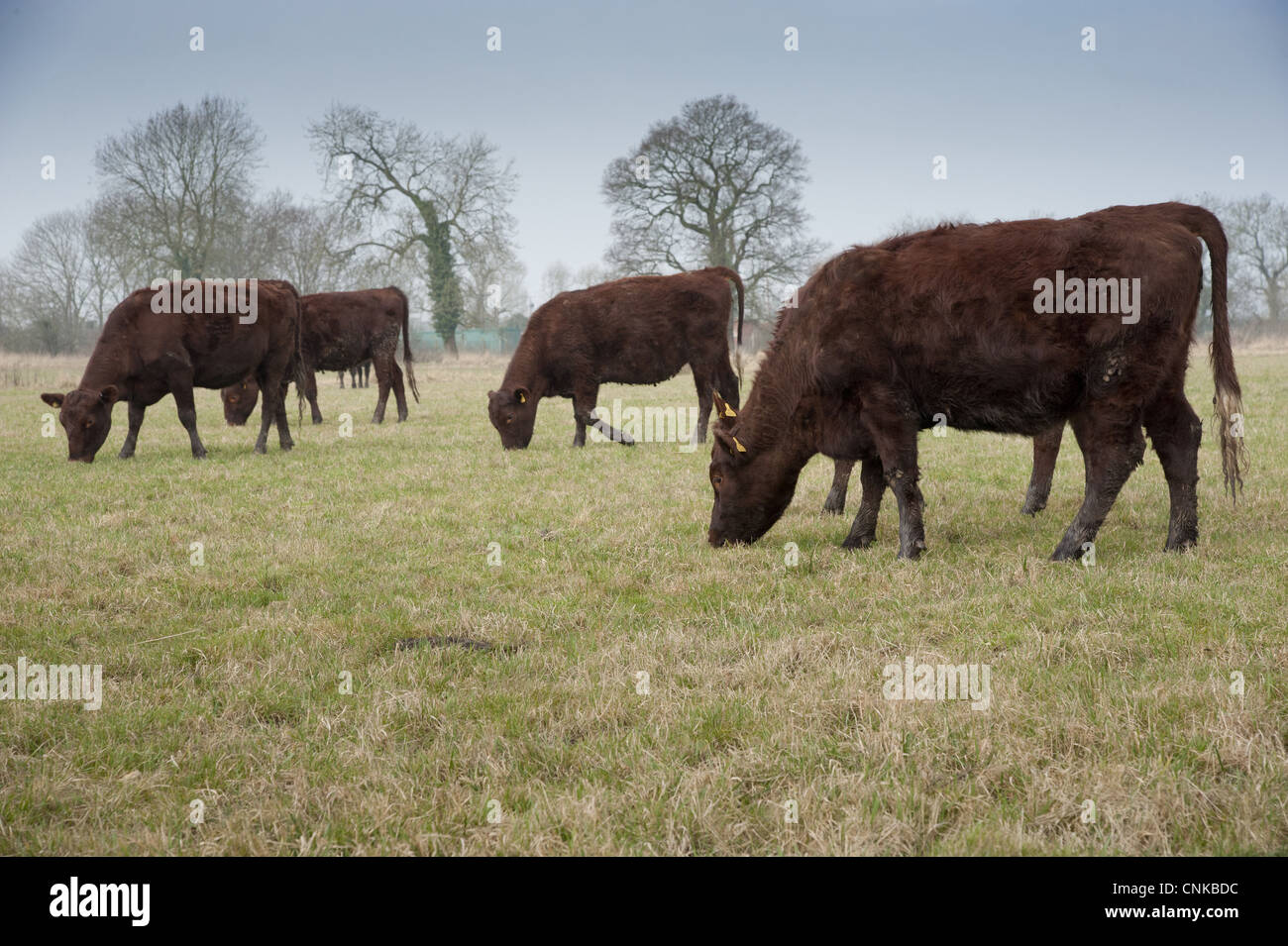 Dual purpose breed of cattle hi-res stock photography and images - Alamy