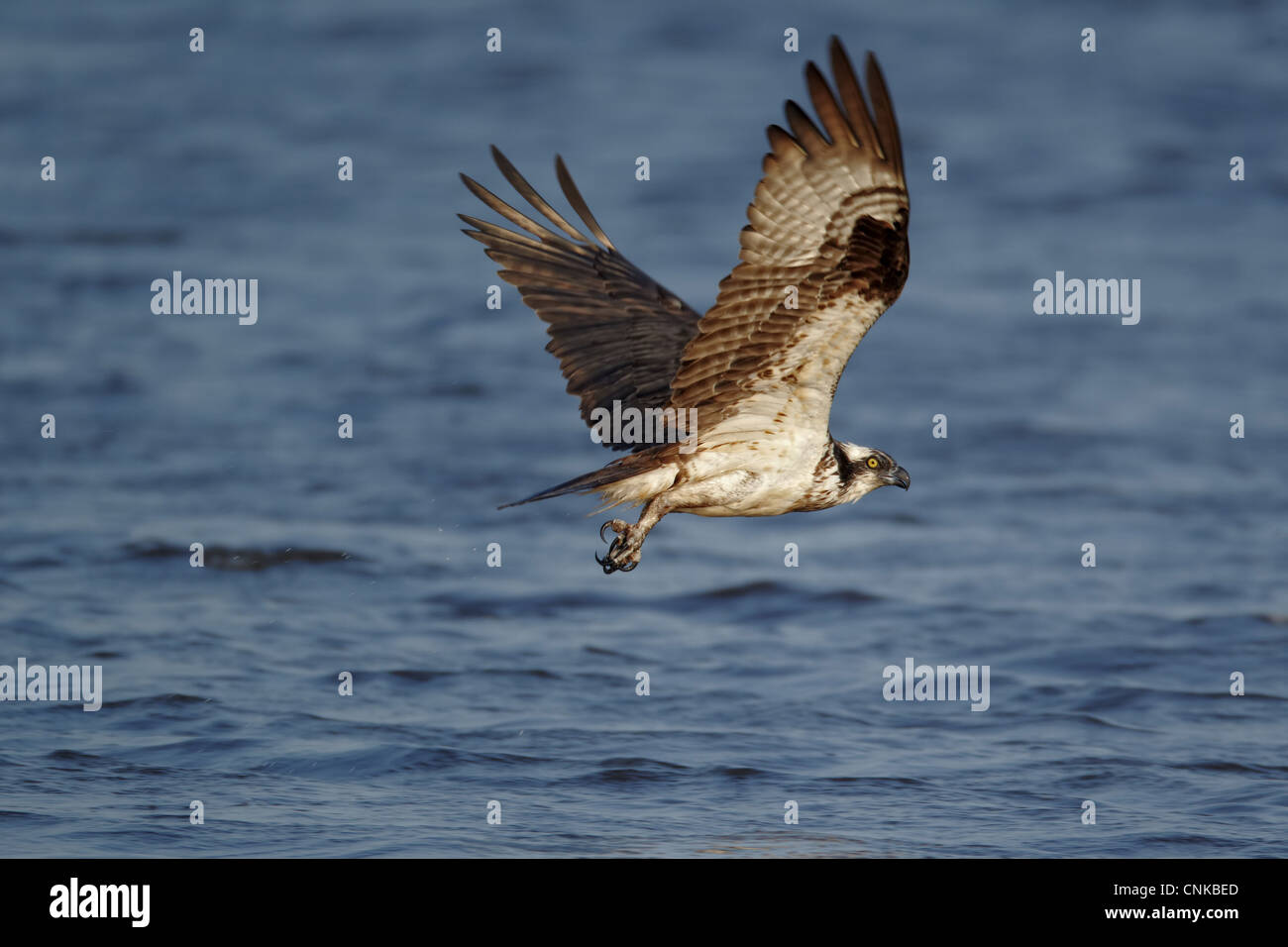 Osprey (Pandion haliaetus) adult, in flight over water, North Michigan ...