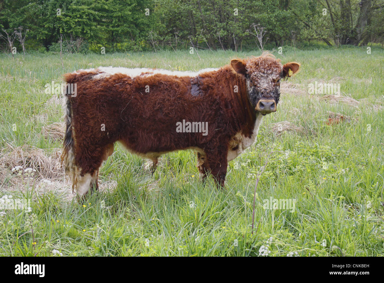 Riggit galloway cow hi-res stock photography and images - Alamy