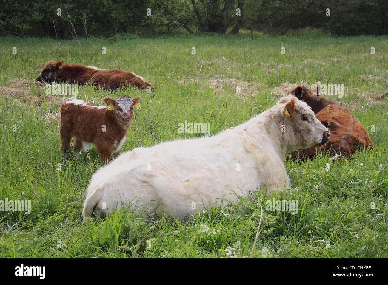 Domestic Cattle, Galloway cows with calf, resting in watermeadow ...