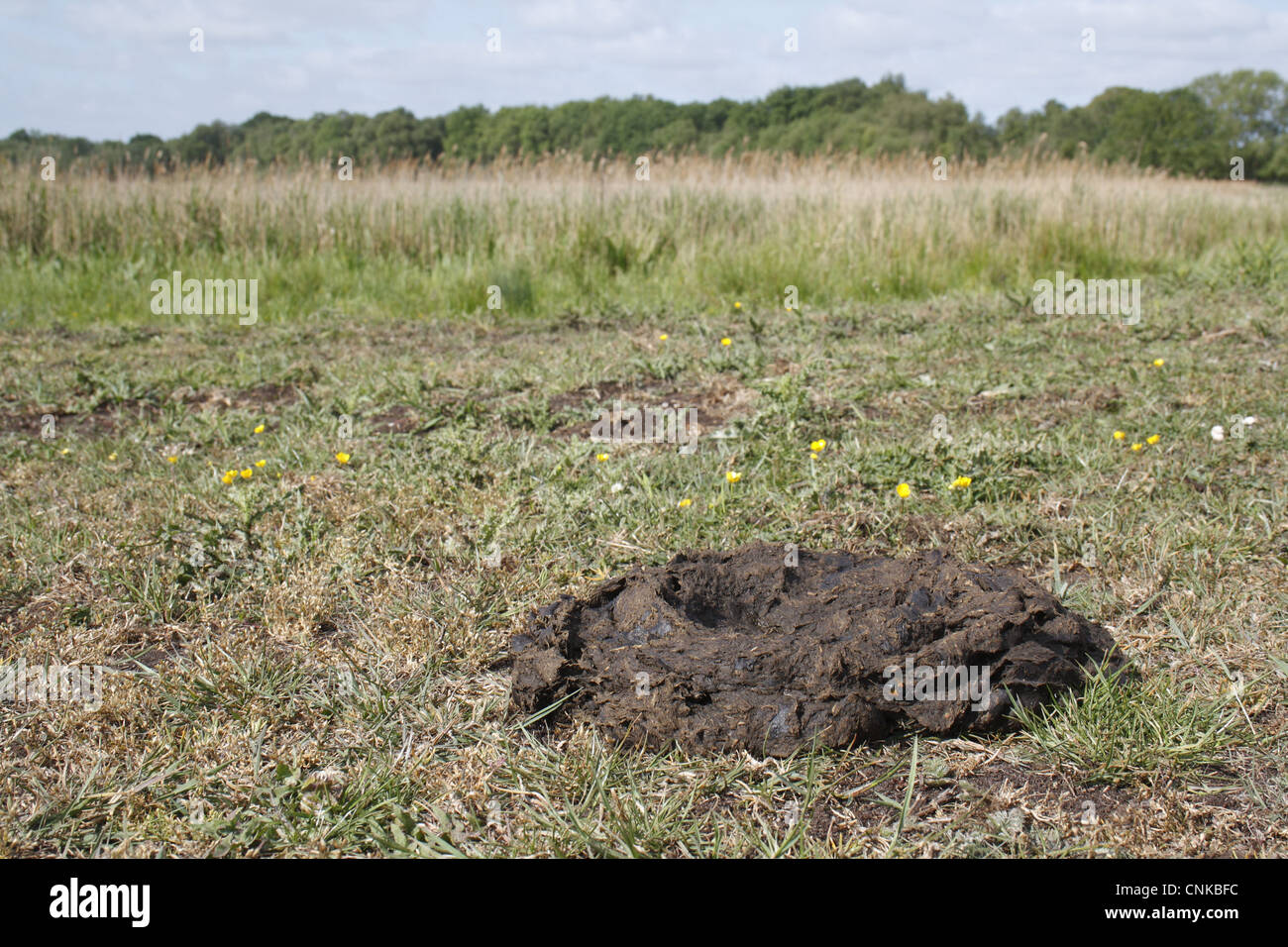 Cow Pat Poo Dung High Resolution Stock Photography and Images - Alamy