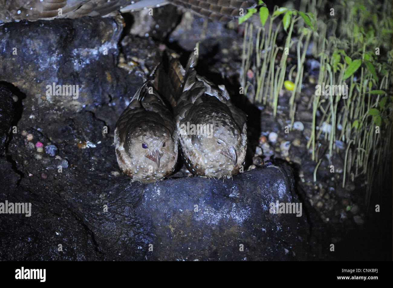 Oilbird (Steatornis caripensis) adult pair, sitting at nest, Aripo ...