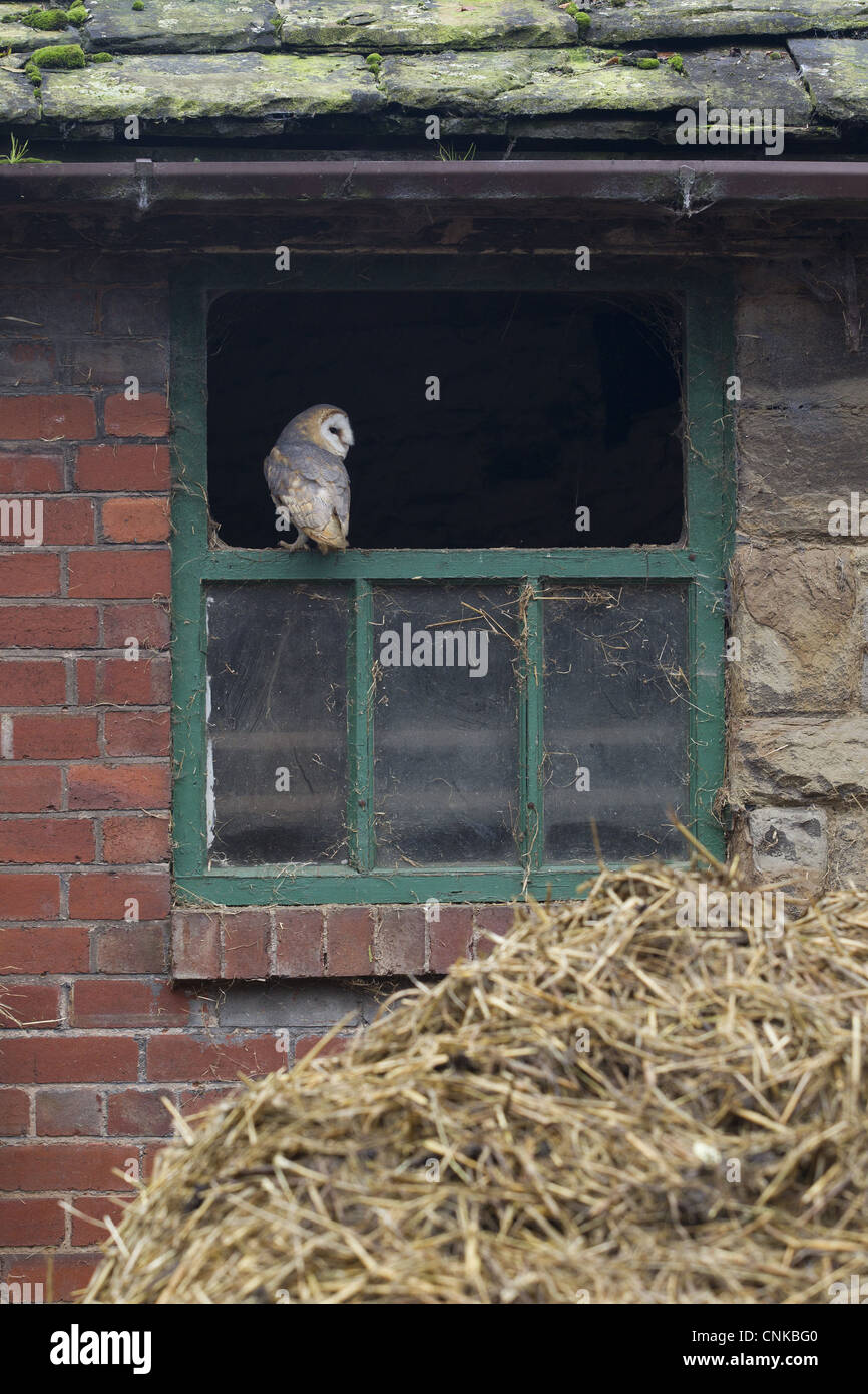 American barn owl hi-res stock photography and images - Alamy