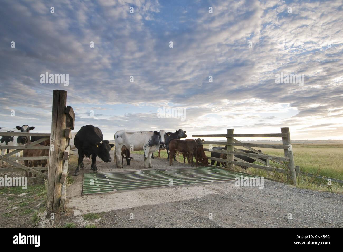 Cattle grids hi-res stock photography and images - Alamy