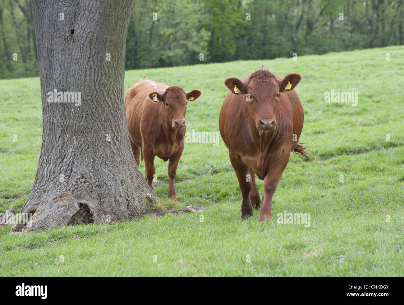 Old breed of cattle hi-res stock photography and images - Alamy