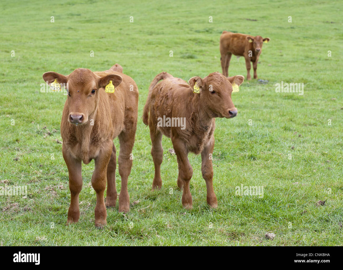 Domestic Cattle, Stabiliser calves, three standing in pasture ...