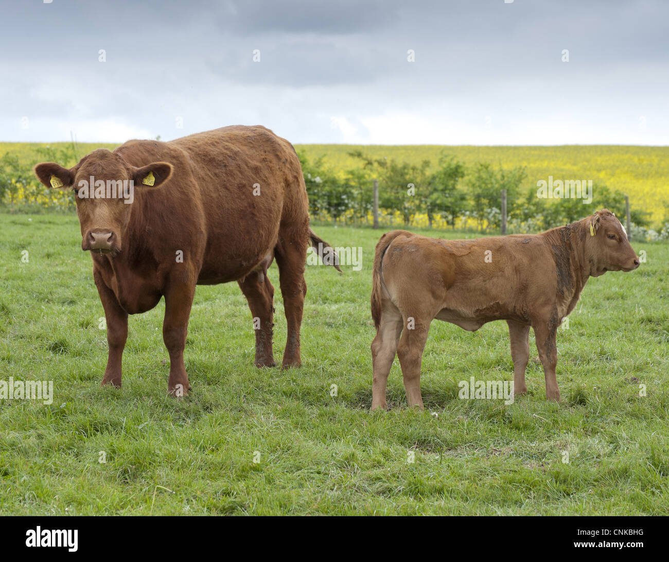 Domestic Cattle, Stabiliser two-year old cow with calf, standing in ...