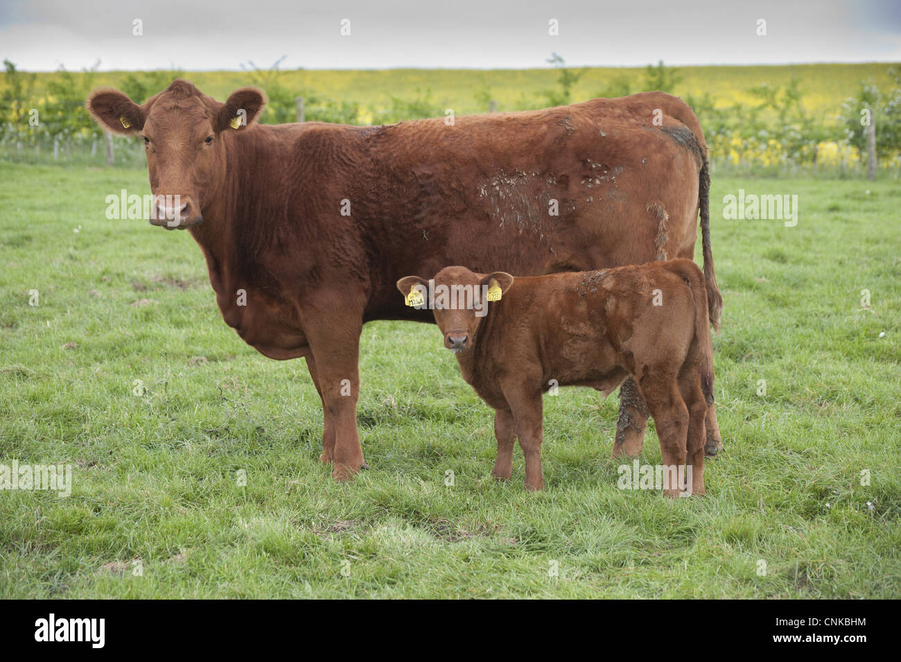 Stabiliser cows hi-res stock photography and images - Alamy