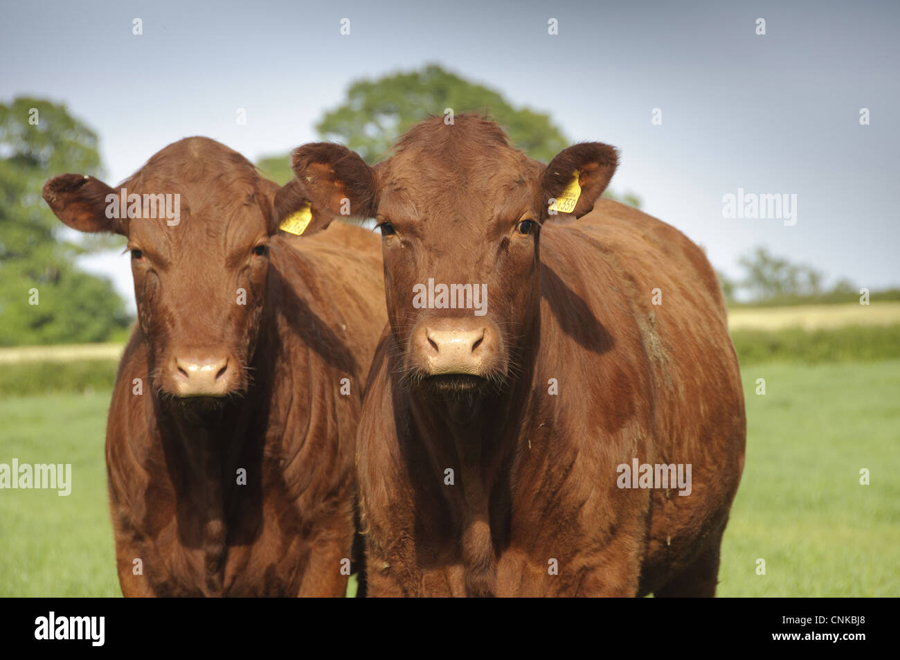 Two cattle hi-res stock photography and images - Alamy