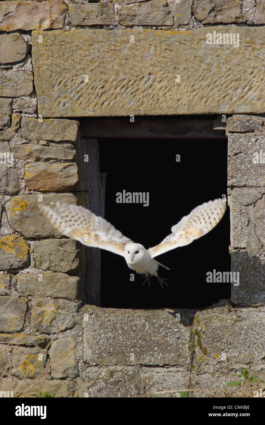 Barn Owl (Tyto alba) adult, in flight through barn window, North ...