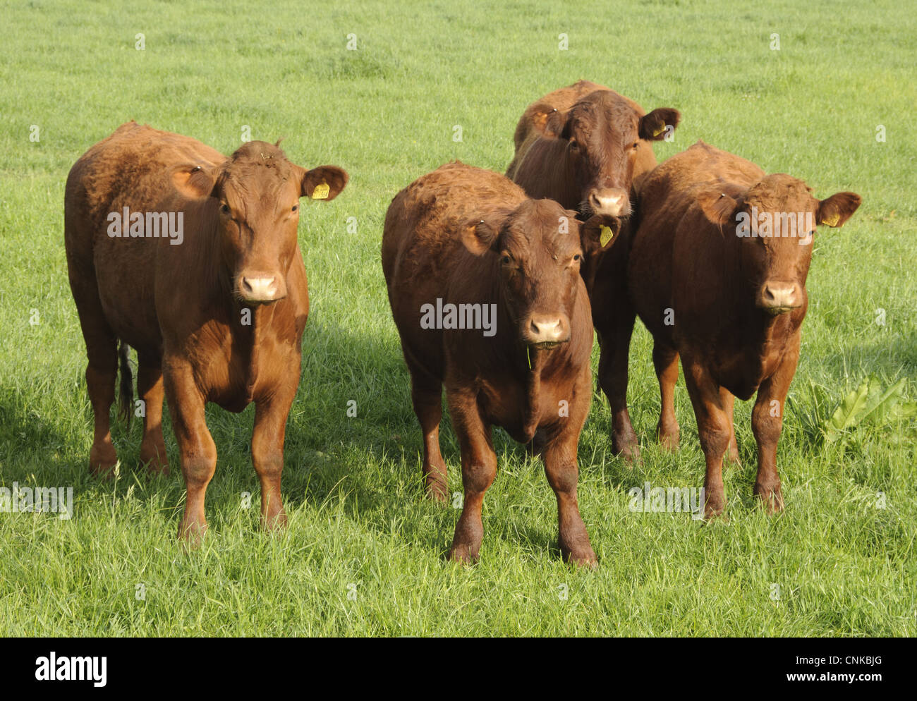 Domestic Cattle, Devon cross beef cattle, four standing in pasture ...