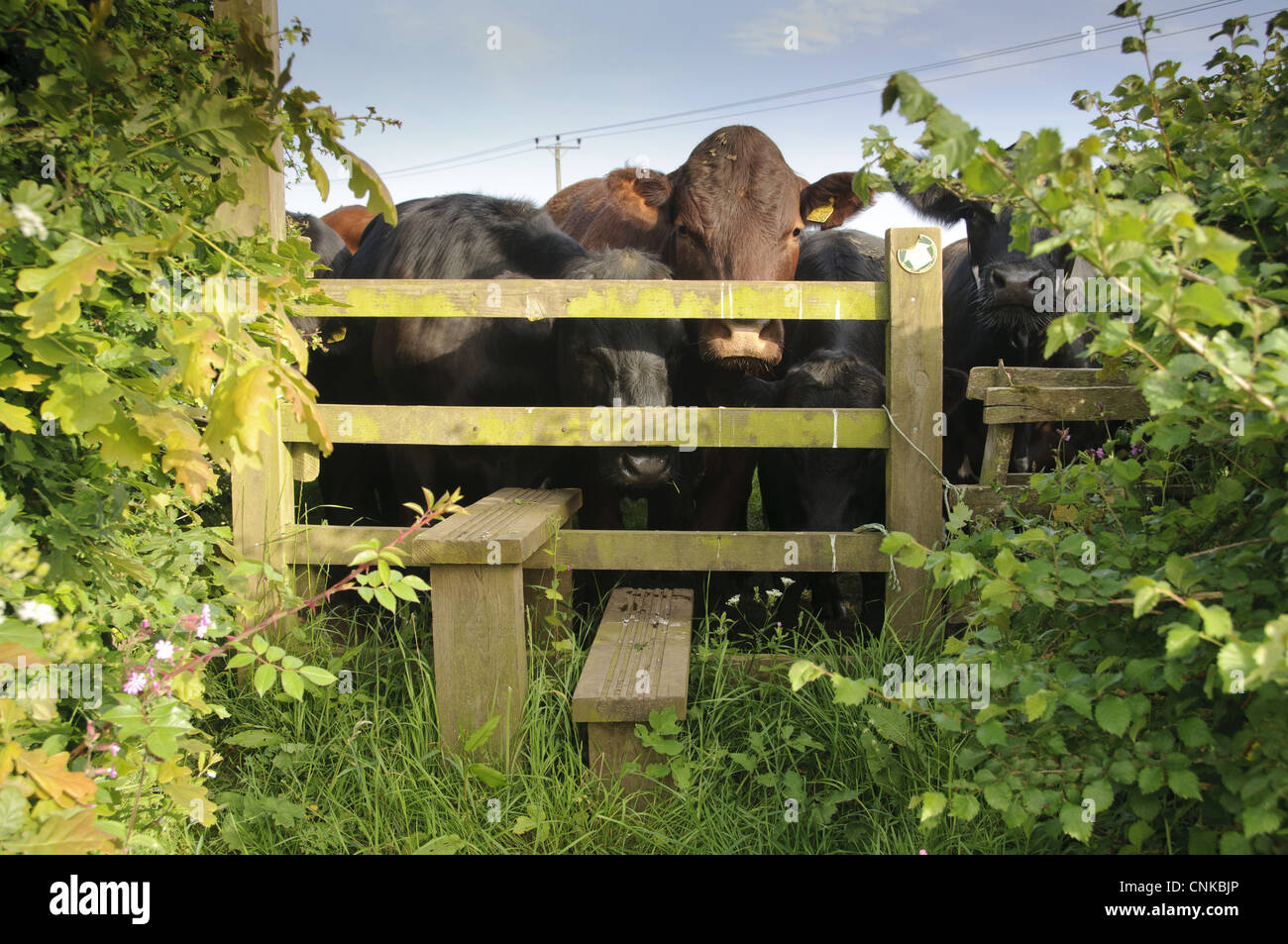 Devon beef hi-res stock photography and images - Alamy