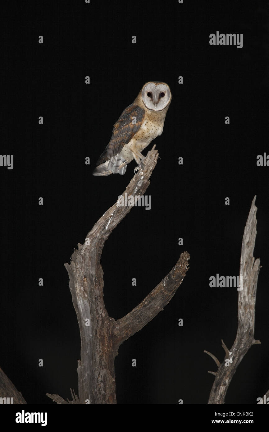 African barn owl tyto alba affinis hi-res stock photography and images ...