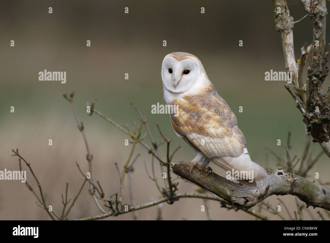 Barn Owl (Tyto alba) adult male, perched on dead elder branch ...