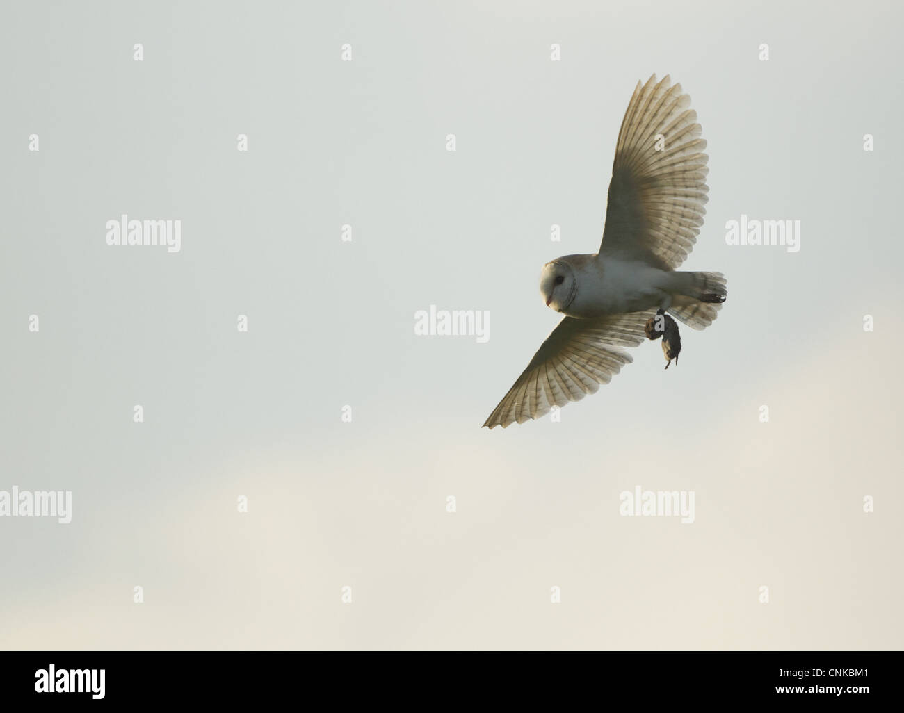 Barn Owl (Tyto alba) adult, in flight, with vole prey in talons ...