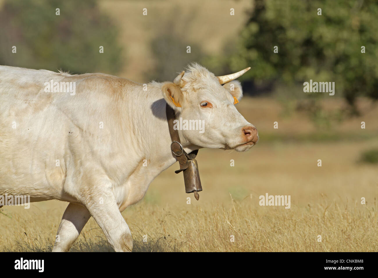 Northern european herbivores hi-res stock photography and images - Alamy