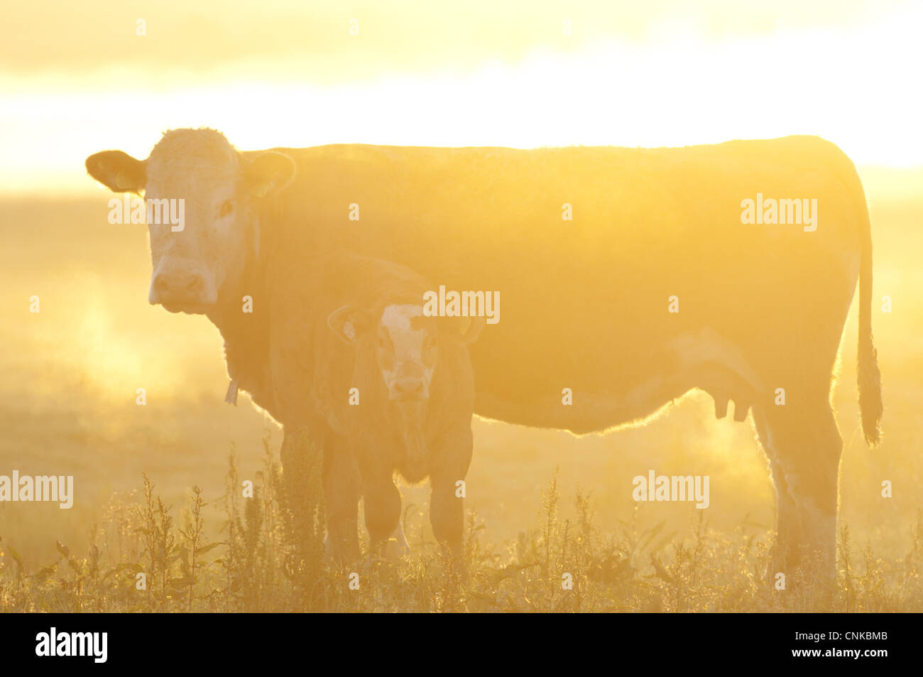 Domestic Cattle cow calf standing coastal grazing marsh dawn Elmley ...