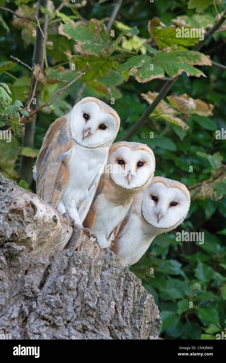 GDT - Our Heroes versus the Mangy flea-bitten rabies riddled desert ...