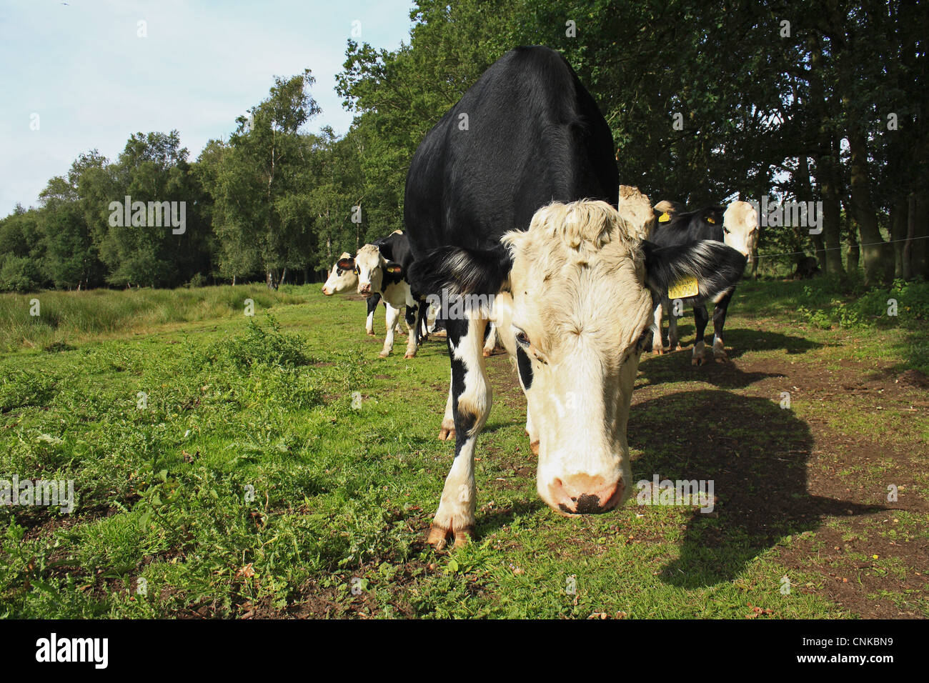 Domestic Cattle Hereford x Holstein Friesian crossbreed beef herd ...