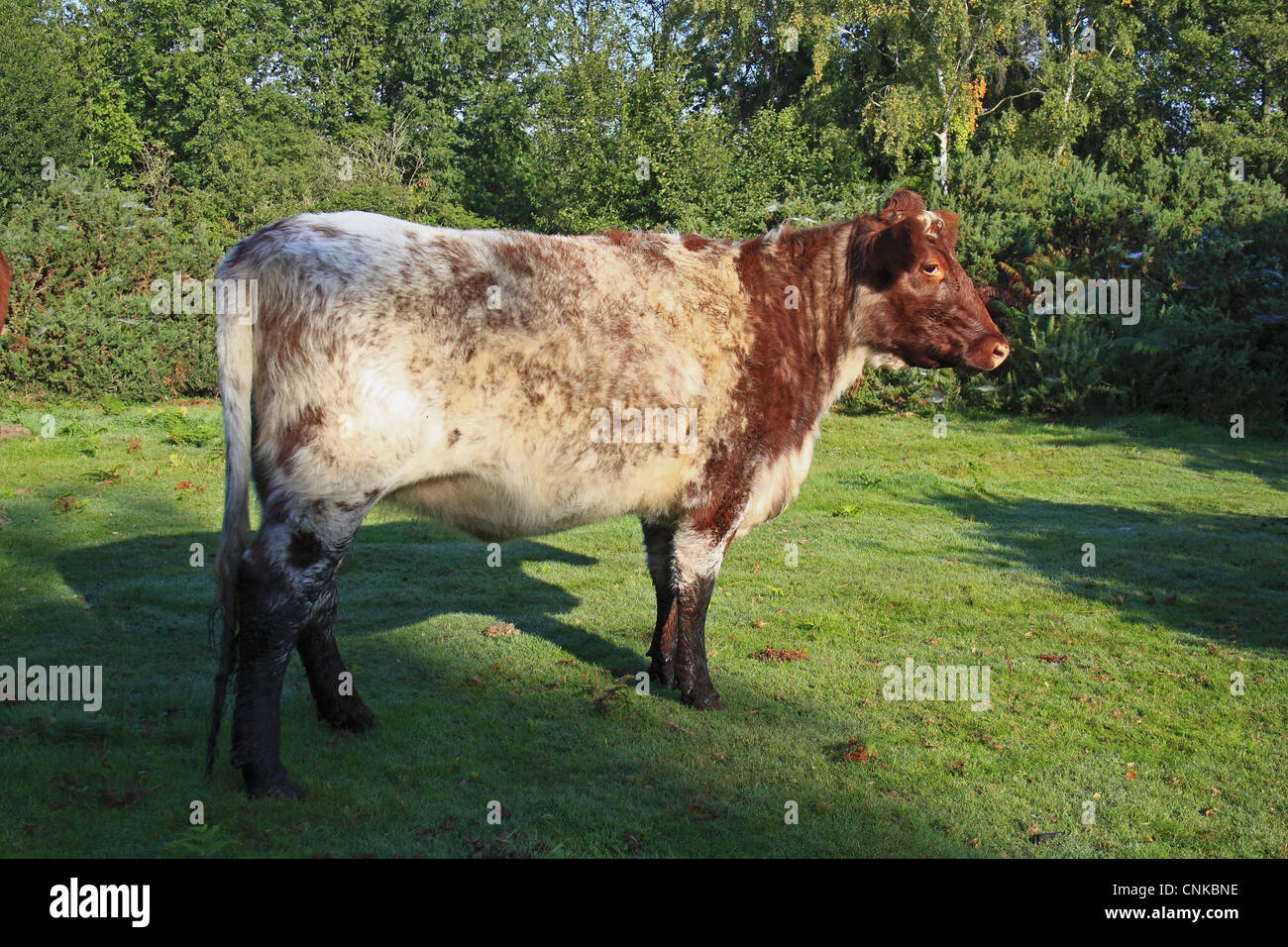 Roan Shorthorn Cattle The Oldest SA Beef Shorthorn Herd Excels In The