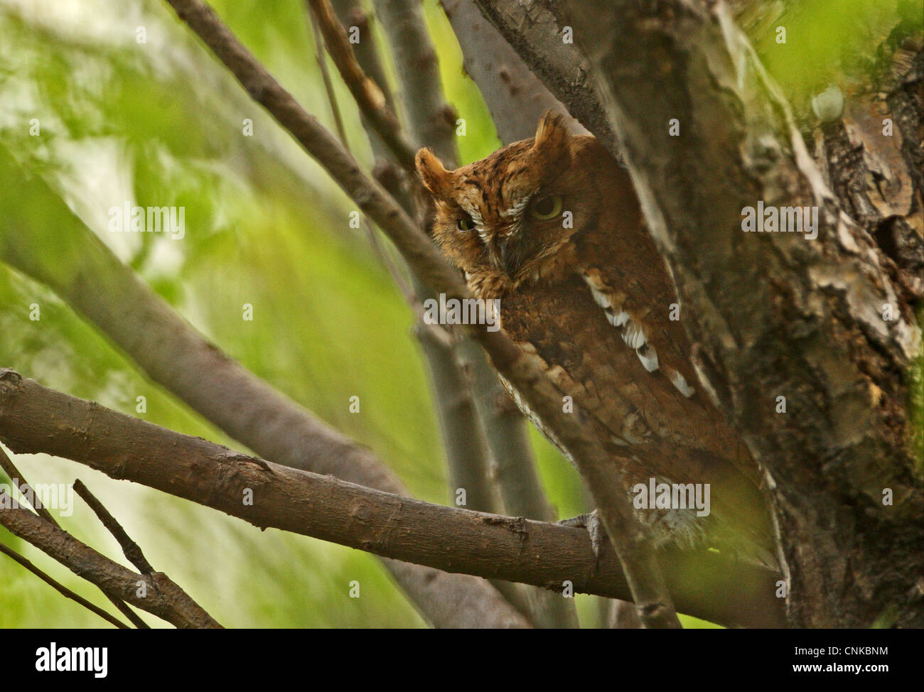 Chinese owl hi-res stock photography and images - Alamy