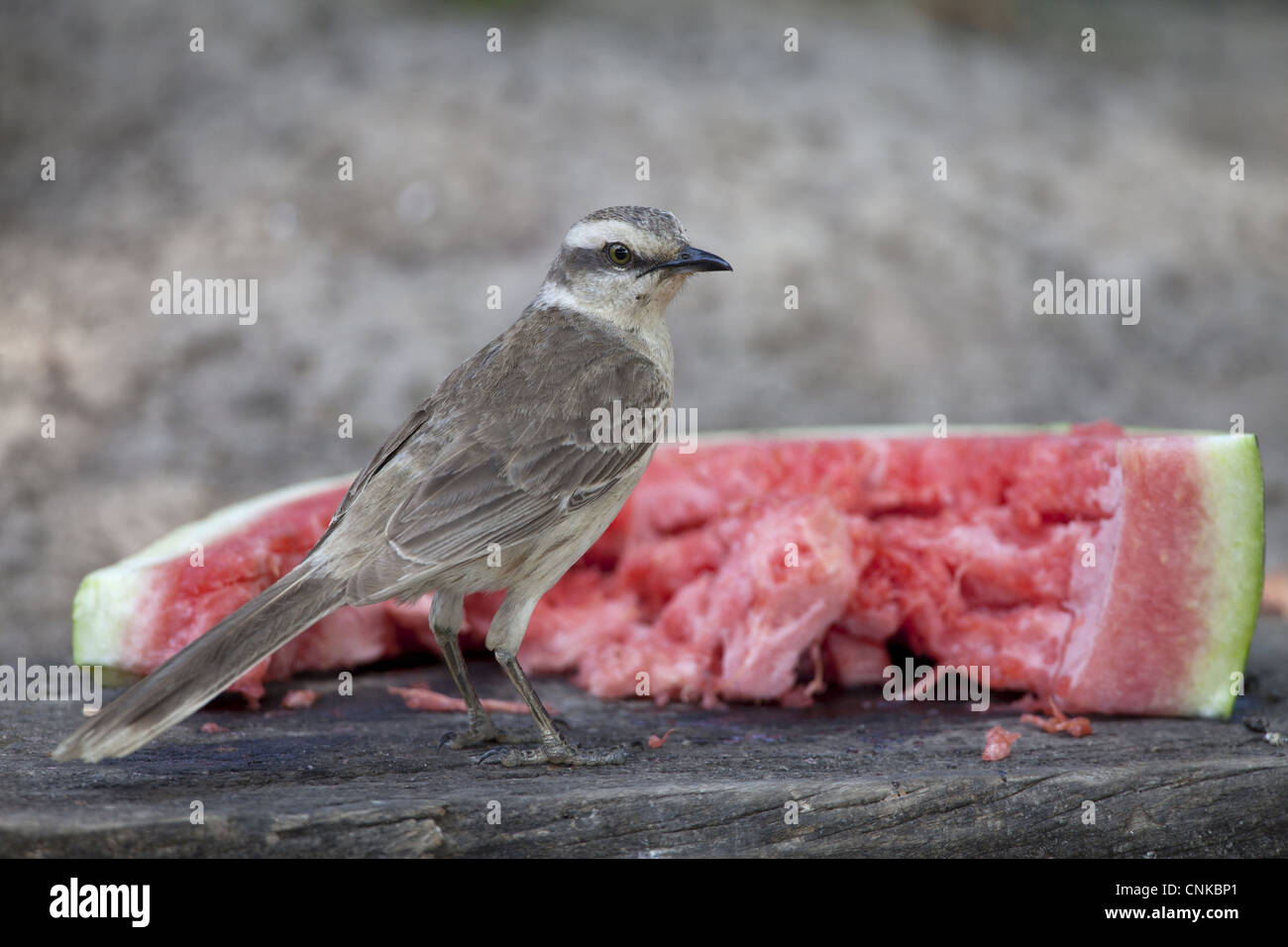 Chalk-browed Mockingbird (Mimus saturninus) adult, feeding on melon ...