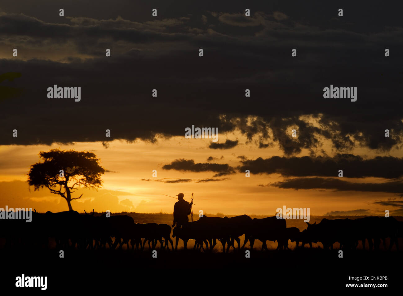 Domestic Cattle, herd, being herded by Masai tribesman, silhouetted at ...