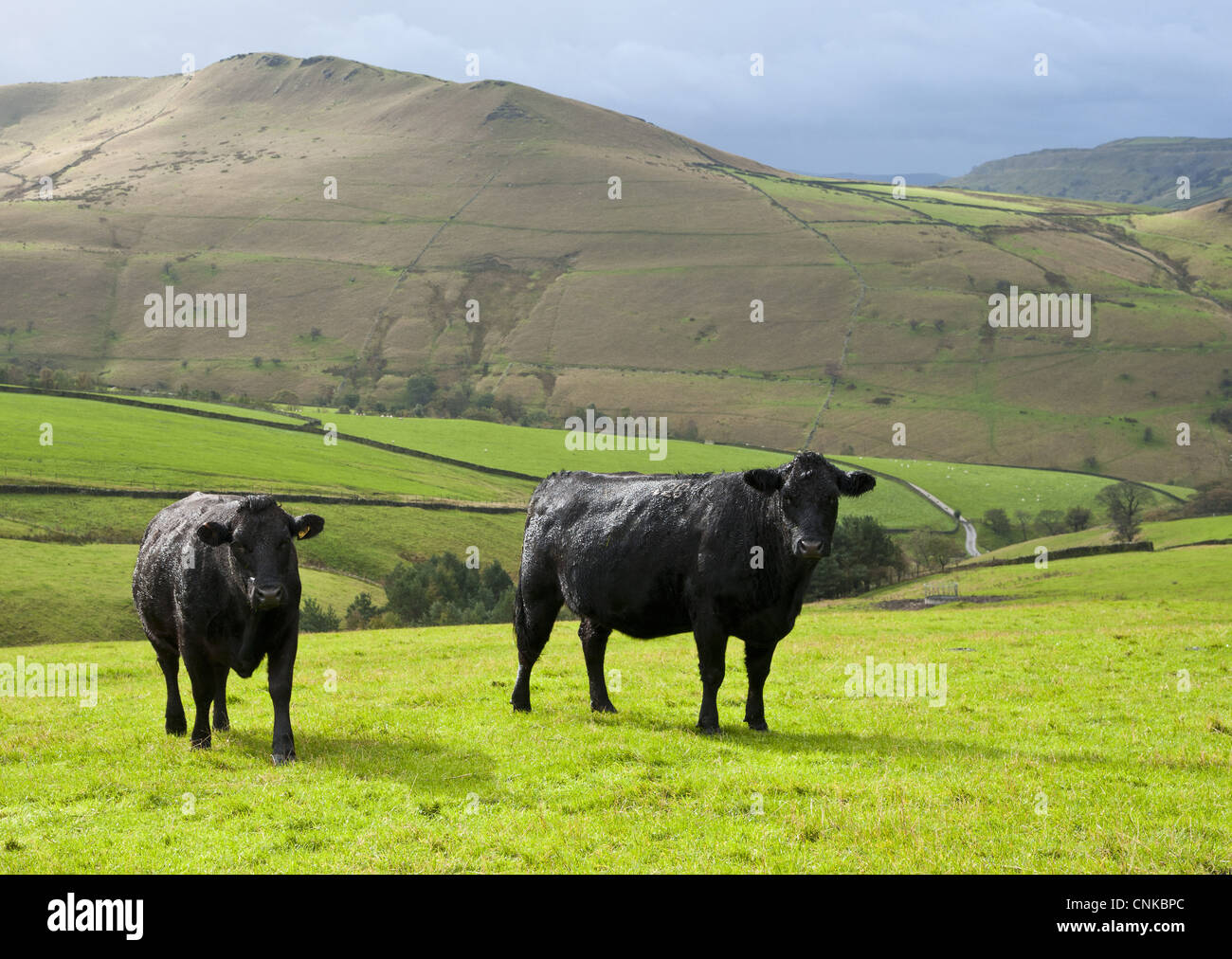 Limousin x cattle hi-res stock photography and images - Alamy