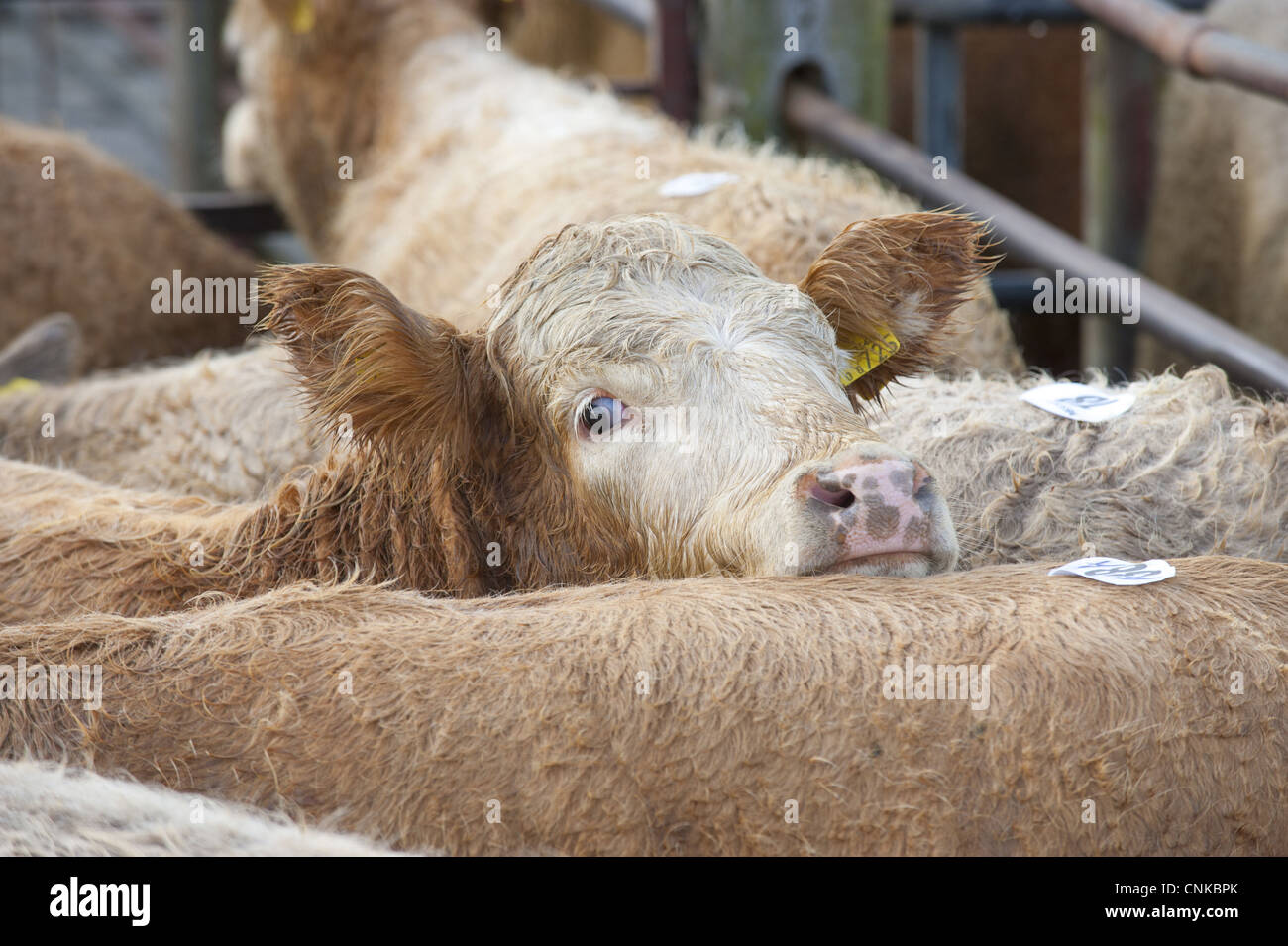 Domestic Cattle young beef store cattle mixed breeds in pens at ...